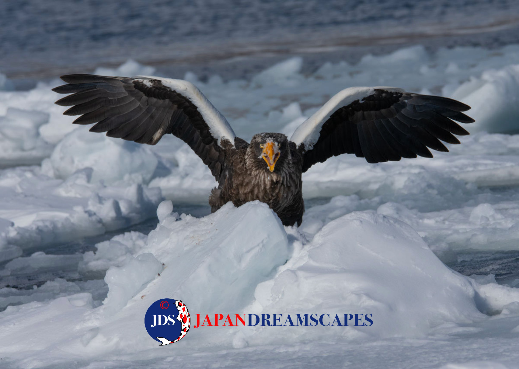 Japan's Ecological Lines - Hokkaido Photography Tour - JAPAN DREAMSCAPES