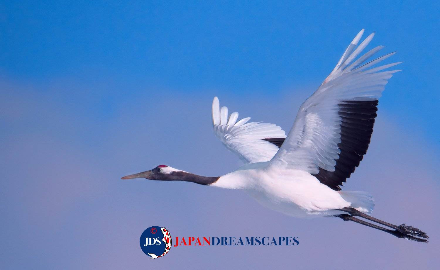 Hokkaido Photo Workshop: Capture Japan’s Majestic Red-Crowned Cranes ...