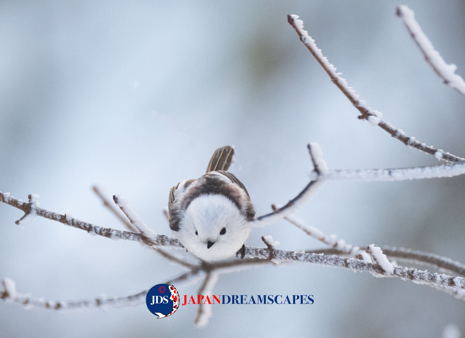Hokkaido Photo Tour Spotlight: Shima-Enaga Bird Photography Adventure ...