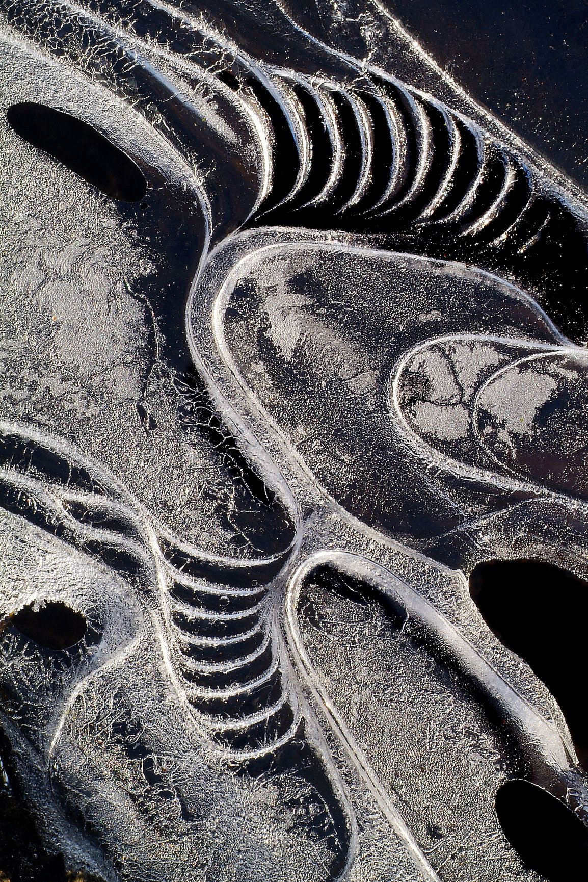 The Greatest Artist of All Time - Mike Moats - Award Winning Macro ...