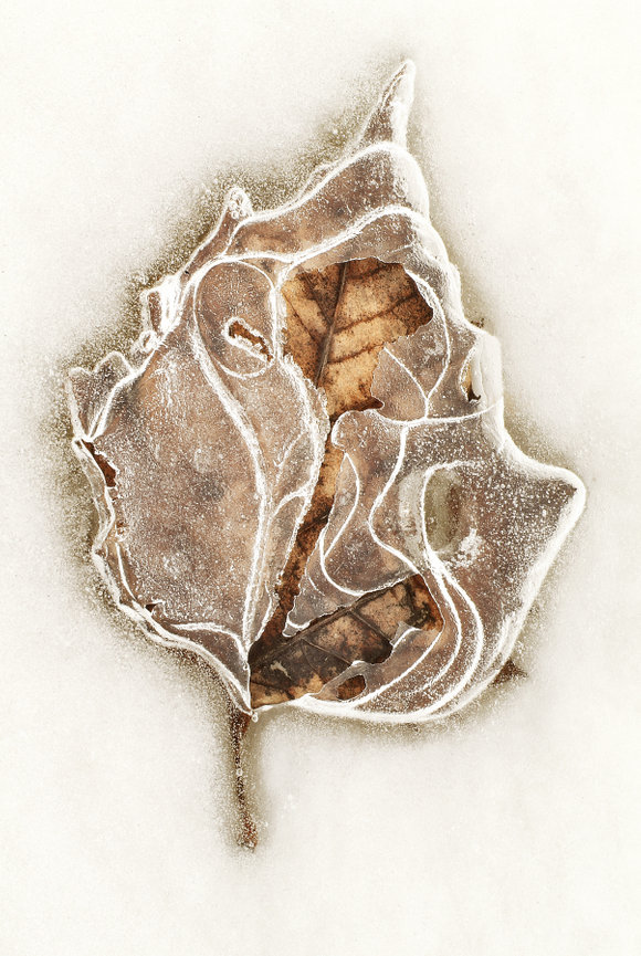 The Greatest Artist of All Time - Mike Moats - Award Winning Macro ...