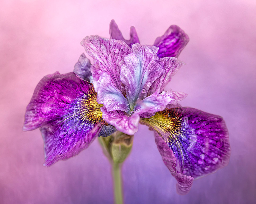 Amy Duffy - Featured Flower Photo Club Member - Mike Moats - Award ...