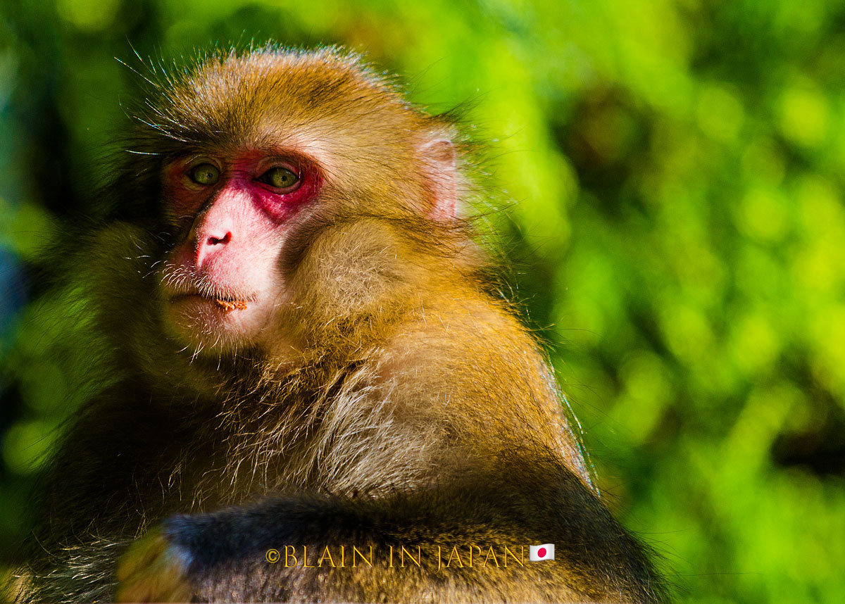 Summer Camping in Japan With Snow Monkeys - Blain Harasymiw Photography