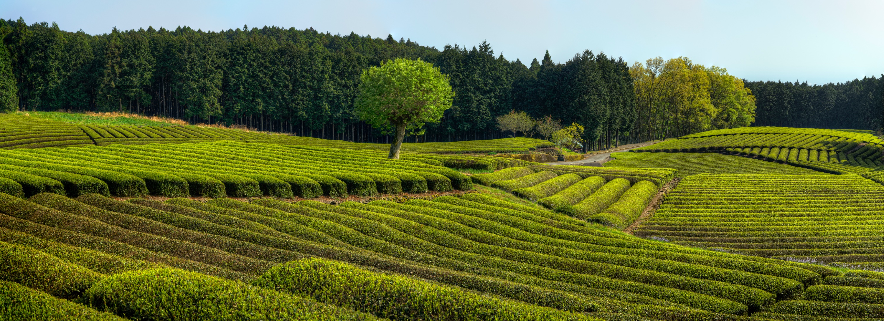 Tea Fields - Kandy Gallery