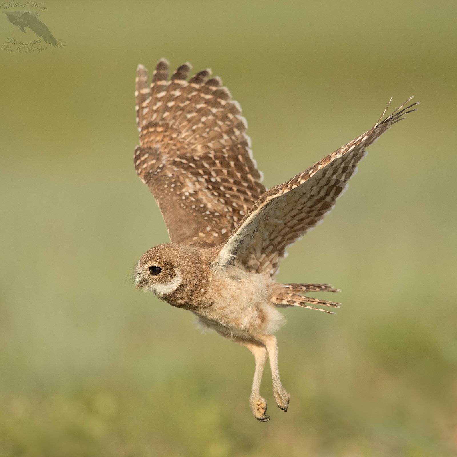 Raptors - Whistling Wings Photography