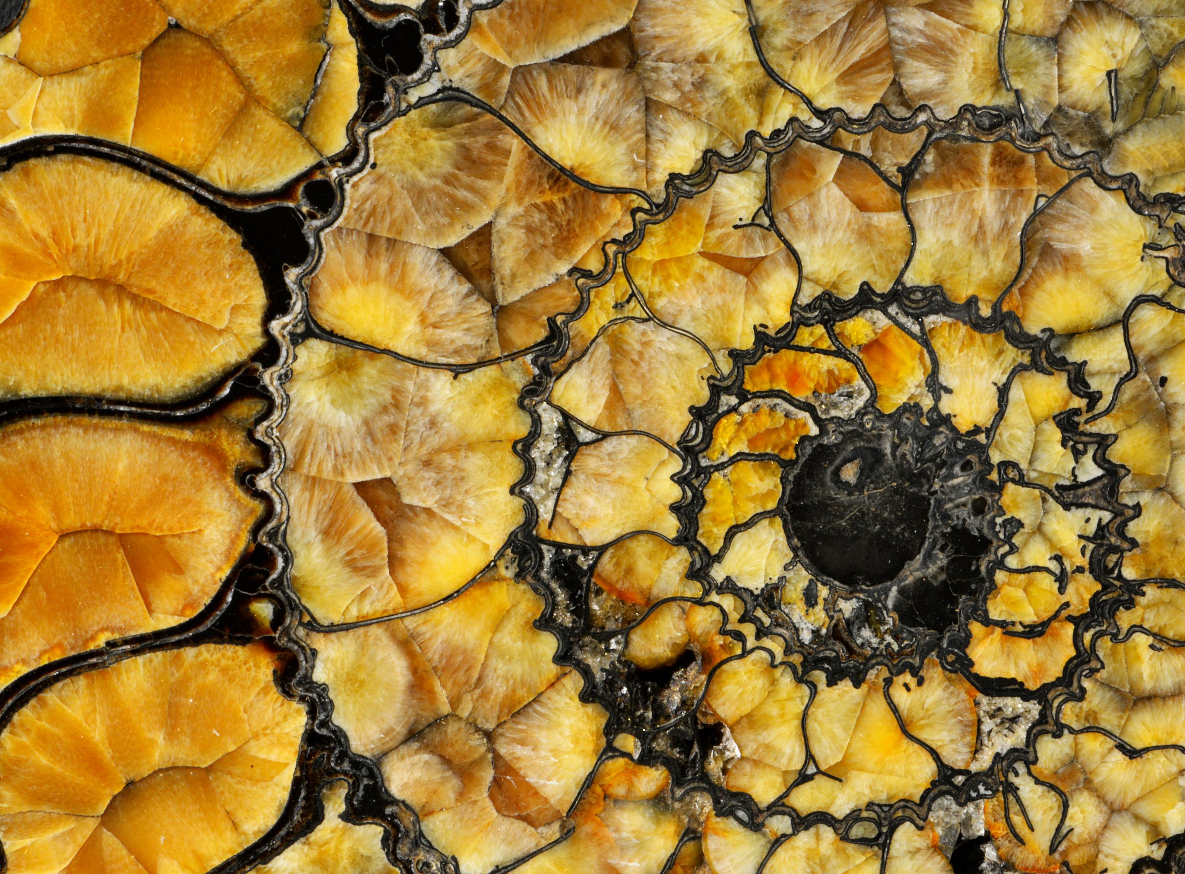 Macro Abstract and Macro Patterns by Mike Moats | Award Winning Macro ...