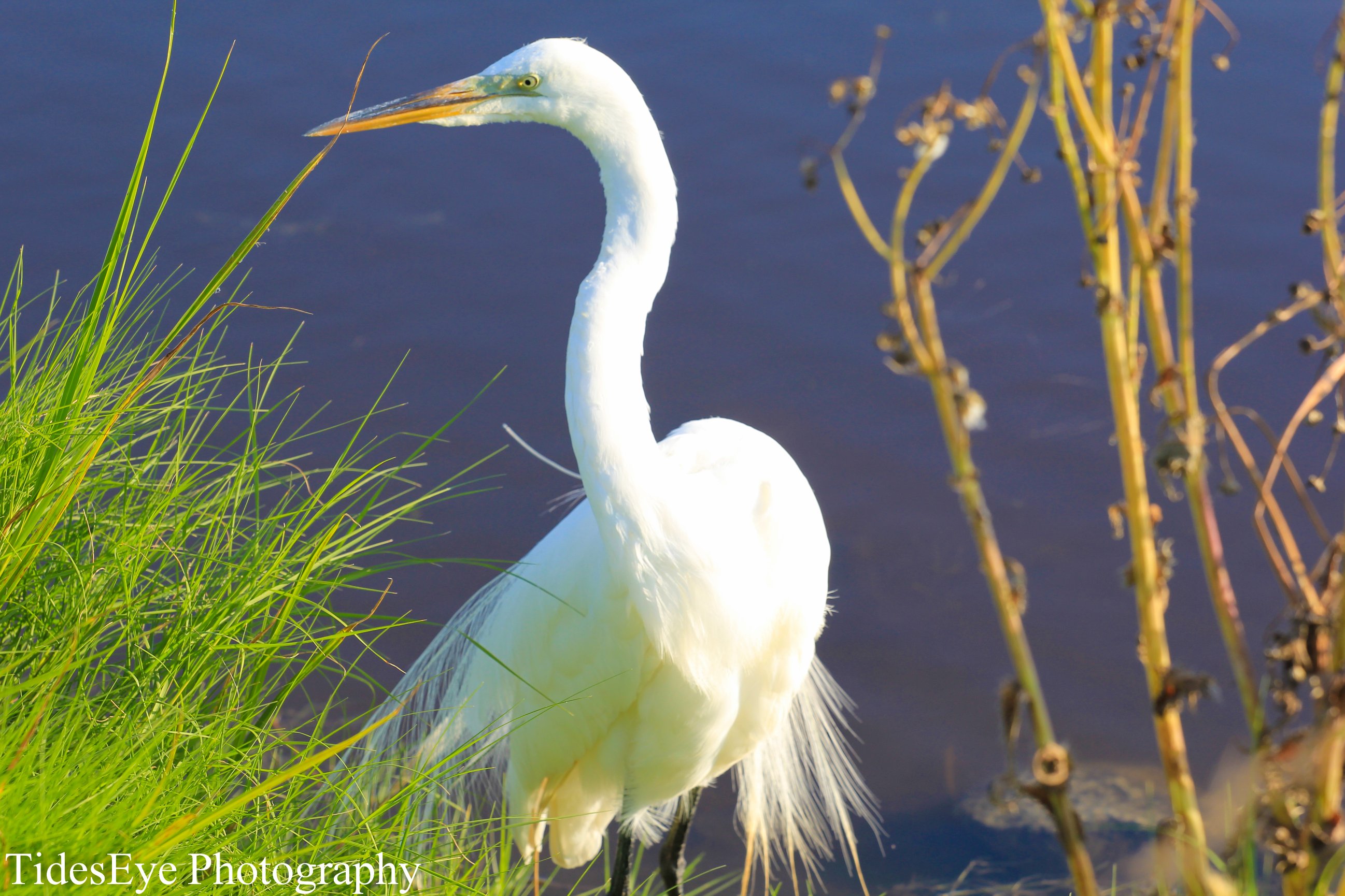 LANDSCAPES/NATURE - Tides Eye Photography