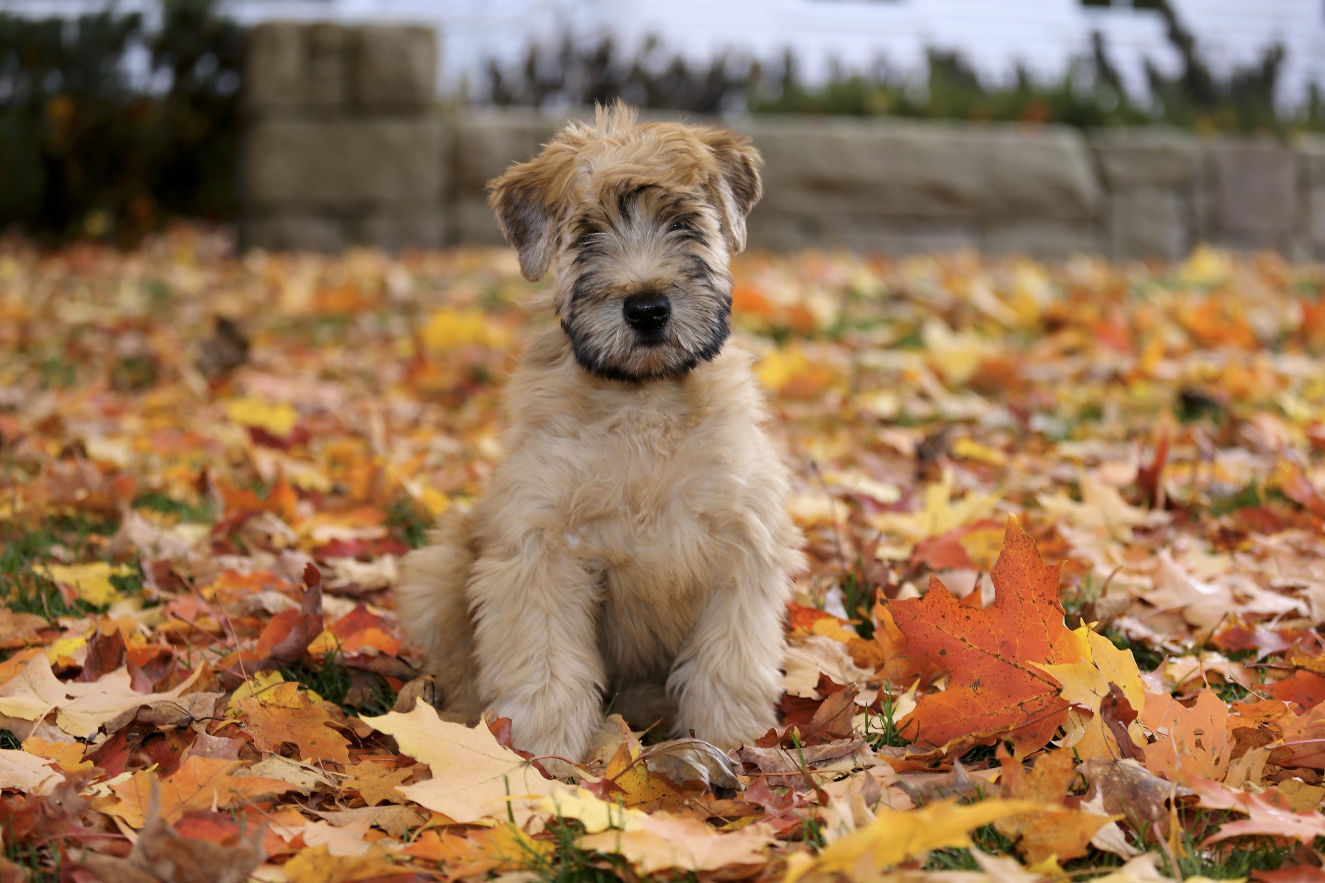 Animals - photos by paige