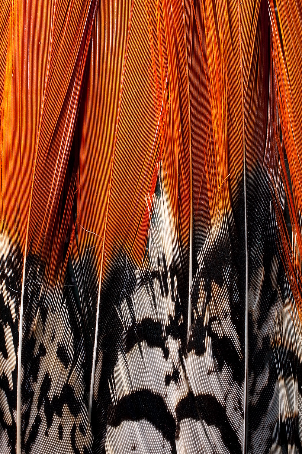 Patterns of Nature - Jim Zuckerman photography & photo tours