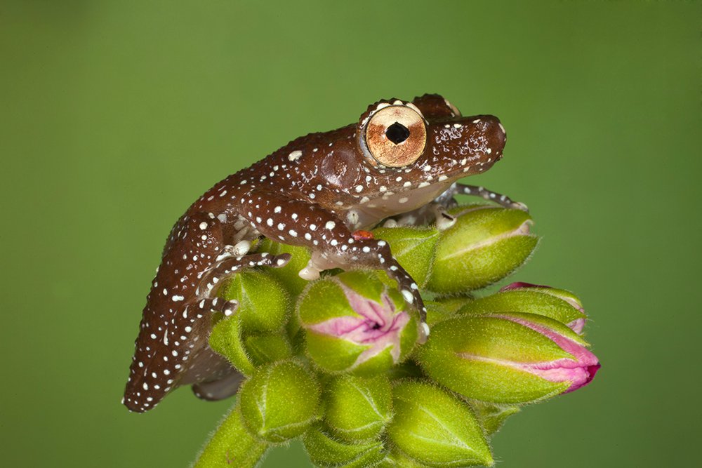 Lovable Frogs - Jim Zuckerman photography & photo tours