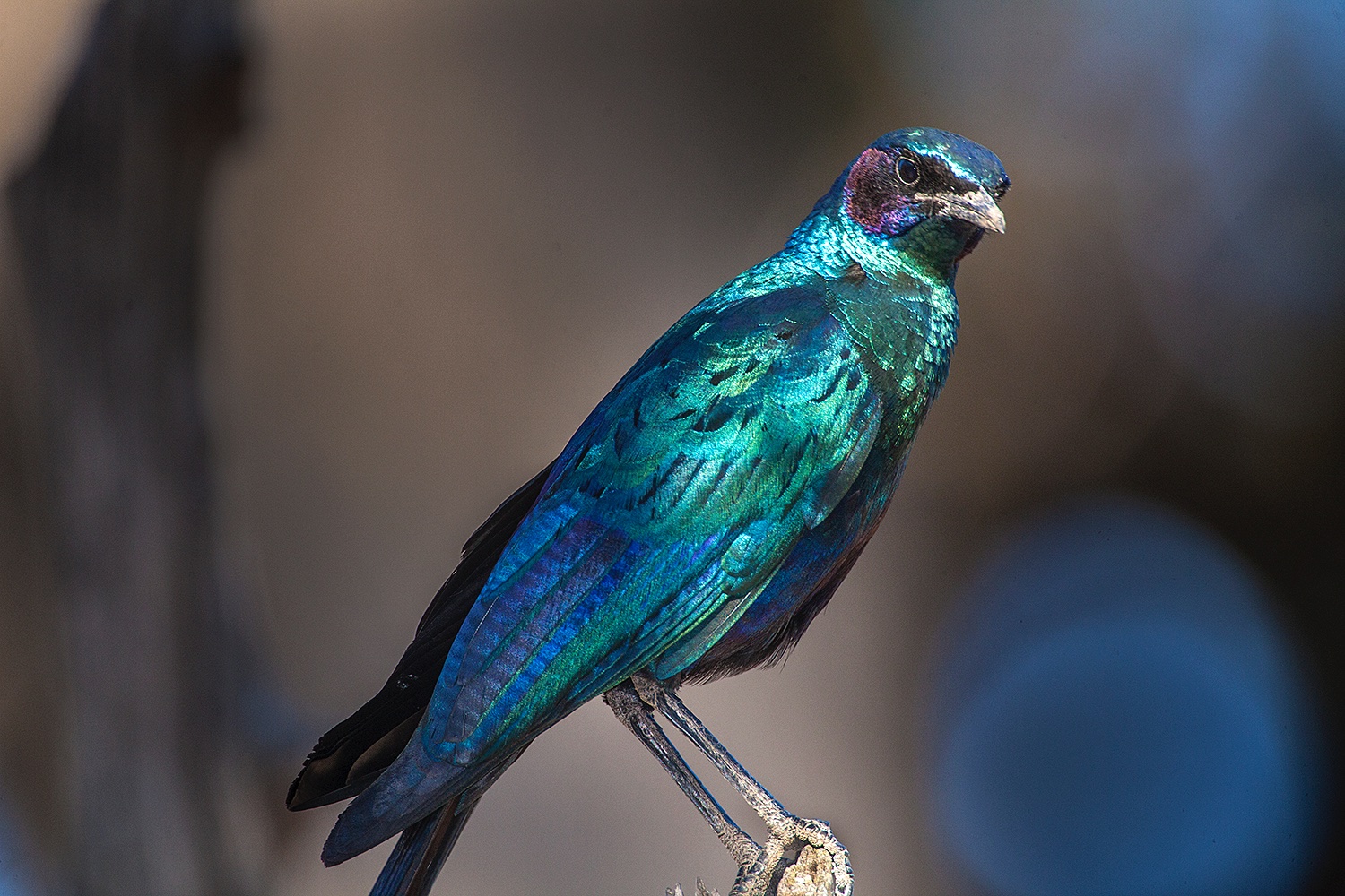 When direct sunlight is ideal - Jim Zuckerman photography & photo tours